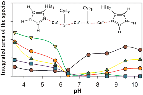 应用离子淌度质谱技术明确鉴定2His-2Cys基序肽的Cu（II）反应产物,Analytical Chemistry - X-MOL