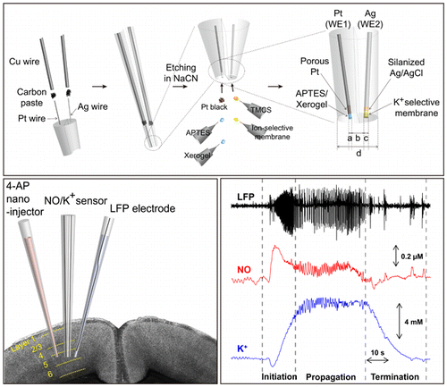 Dual Electrochemical Microsensor for Real-Time Simultaneous Monitoring ...