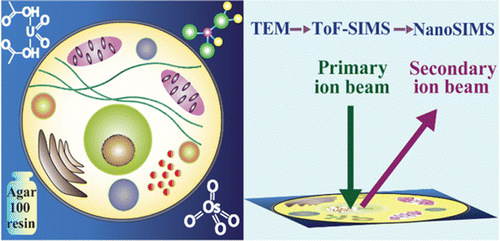 制备NanoSIMS的化学固定细胞的多模式成像,Analytical Chemistry - X-MOL