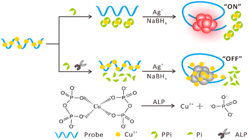 Copper-Mediated DNA-Scaffolded Silver Nanocluster On–Off Switch for ...