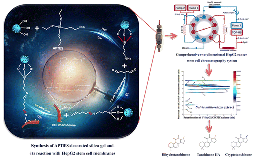 APTES装饰的HepG2癌症干细胞膜色谱的发展，用于从 丹参中 筛选活性成分 ,Analytical Chemistry - X-MOL