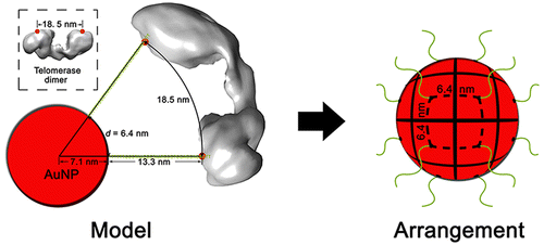 Model-Guided Interface Probe Arrangement for Sensitive Protein ...
