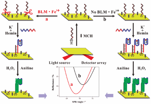 HRP-Mimicking DNAzyme-Catalyzed in Situ Generation of Polyaniline To ...