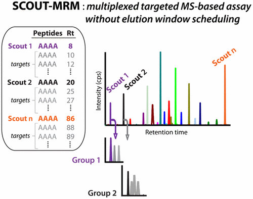 Scout-MRM: Multiplexed Targeted Mass Spectrometry-Based Assay without Retention Time Scheduling ...