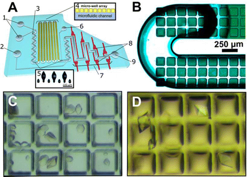 Continuous Sensing Photonic Lab-on-a-Chip Platform Based on Cross ...