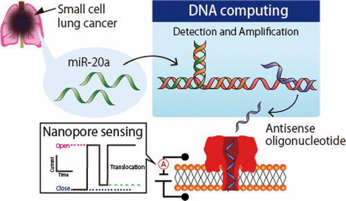 使用可编程DNA和生物纳米孔从靶标microRNA扩增和定量反义寡核苷酸,Analytical Chemistry - X-MOL