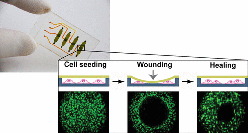 Microfluidic Migration and Wound Healing Assay Based on Mechanically ...
