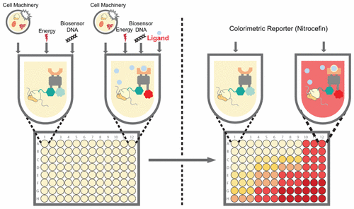 Cell-Free Protein Synthesis Approach to Biosensing hTRβ-Specific ...