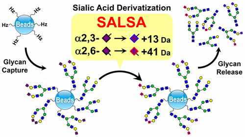 Differentiation of Sialyl Linkage Isomers by One-Pot Sialic Acid ...