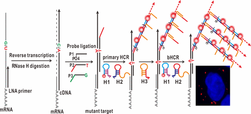 In Situ Imaging of Individual mRNA Mutation in Single Cells Using ...