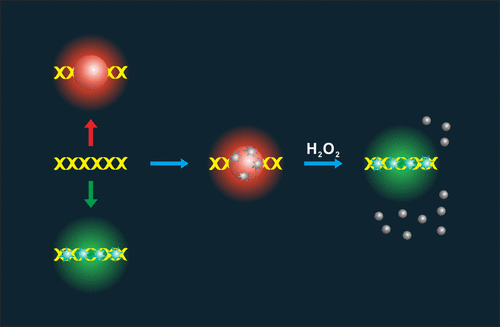 Smart Composite Reagent Composed of Double-Stranded DNA-Templated ...