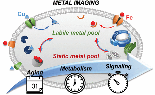 Analytical Methods for Imaging Metals in Biology: From Transition Metal ...