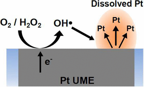 Cathodically Dissolved Platinum Resulting from the O2 and H2O2 ...