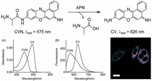 Ultrasensitive Detection of Aminopeptidase N Activity in Urine and Cells with a Ratiometric ...