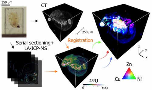 Three-Dimensional Reconstruction of the Tissue-Specific Multielemental ...