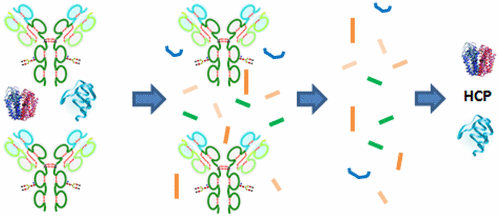 A Novel Sample Preparation for Shotgun Proteomics Characterization of ...