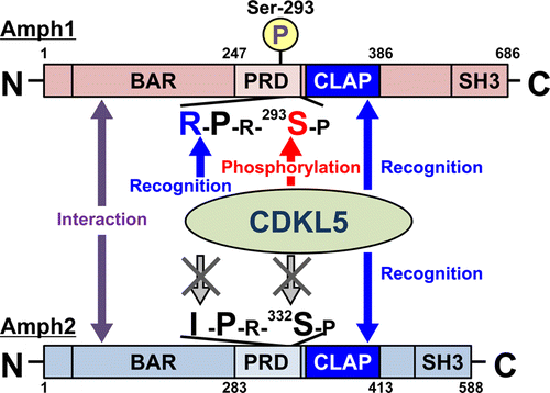 Critical Determinants of Substrate Recognition by Cyclin-Dependent ...