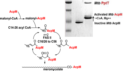 AcpM, the Meromycolate Extension Acyl Carrier Protein of Mycobacterium ...