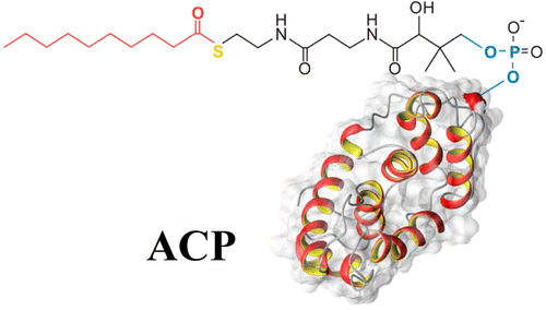 Interactions of the Acyl Chain with the Saccharomyces cerevisiae Acyl ...