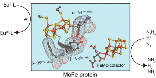 Fe Protein-Independent Substrate Reduction by Nitrogenase MoFe Protein ...