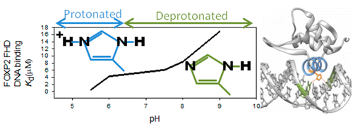 Effect of pH on the Structure and DNA Binding of the FOXP2 Forkhead ...