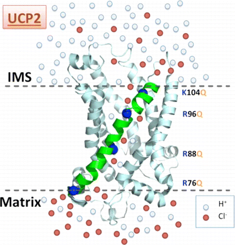 Role of Positively Charged Residues of the Second Transmembrane Domain ...