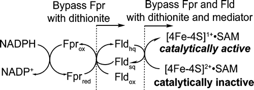 Chemical and Biological Reduction of the Radical SAM Enzyme CPH4 ...