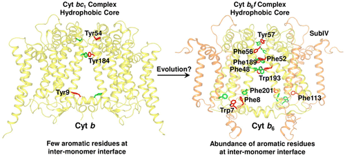 Role of Domain Swapping in the Hetero-Oligomeric Cytochrome b6f ...