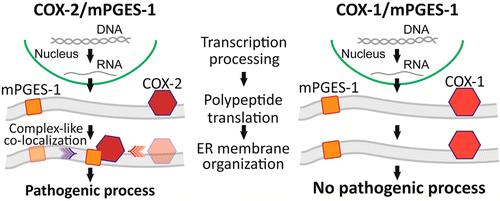 Relationship of the Topological Distances and Activities between mPGES ...