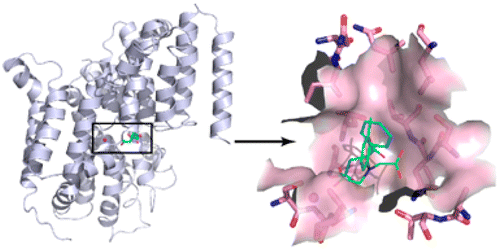 Structure-Based Identification of Inhibitors for the SLC13 Family of ...