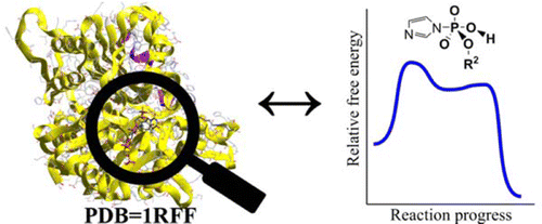 A Theoretical Study of Phosphoryl Transfers of Tyrosyl-DNA ...