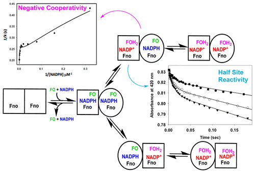 F 420 依赖性酶内负协同性和半位反应性的证据：F 420 H 2 ：NADP + 氧化还原酶的动力学分析,Biochemistry - X-MOL