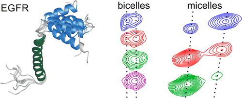 The Membrane Mimetic Affects the Spatial Structure and Mobility of EGFR ...