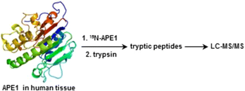 Extreme Expression of DNA Repair Protein Apurinic/Apyrimidinic ...