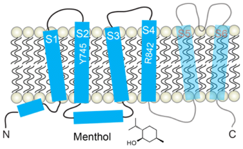 人类瞬态受体潜在的melastatin 8（TRPM8）通道门控的意义从薄荷脑的传感领域的绑定研究。,Biochemistry - X-MOL