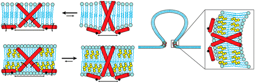 Cholesterol-Dependent Conformational Exchange of the C-Terminal Domain ...