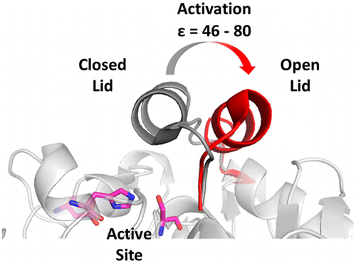 Lipases That Activate at High Solvent Polarities,Biochemistry - X-MOL