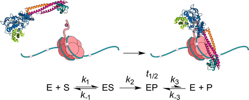 Lysine-Specific Demethylase 1A (KDM1A/LSD1): Product Recognition and ...