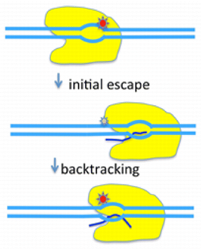 Real-Time Observation of Backtracking by Bacterial RNA Polymerase,Biochemistry - X-MOL