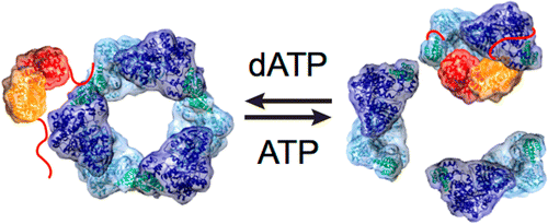 Allosteric Inhibition of Human Ribonucleotide Reductase by dATP Entails ...
