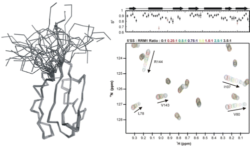 Structure, Dynamics, and Interaction of p54nrb/NonO RRM1 with 5′ Splice ...