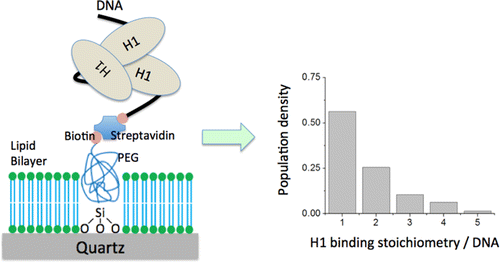 Single-Molecule Studies of the Linker Histone H1 Binding to DNA and the Nucleosome,Biochemistry ...