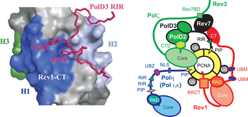 Interaction between the Rev1 C-Terminal Domain and the PolD3 Subunit of ...