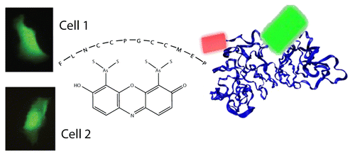 ReAsH 作为细胞内蛋白质动力学的定量探针,Biochemistry - X-MOL