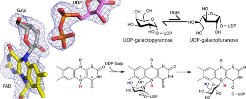 In Crystallo Capture of a Covalent Intermediate in the UDP ...