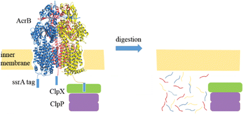The ssrA-Tag Facilitated Degradation of an Integral Membrane Protein ...