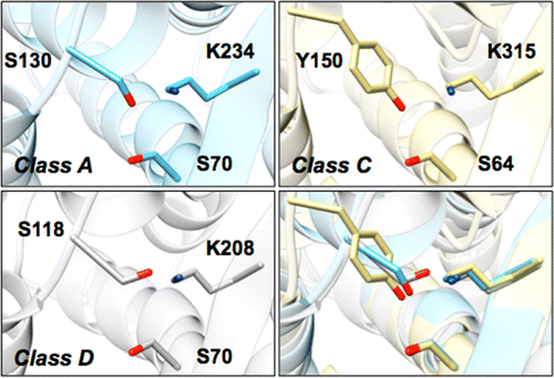 通过甘氨酸取代去除活性位点丝氨酸的侧链，通过消除立体应变提高了广泛范围的丝氨酸β-内酰胺酶的稳定性。,Biochemistry - X-MOL