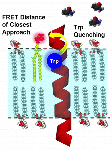 Interaction of Human Chloride Intracellular Channel Protein 1 (CLIC1 ...