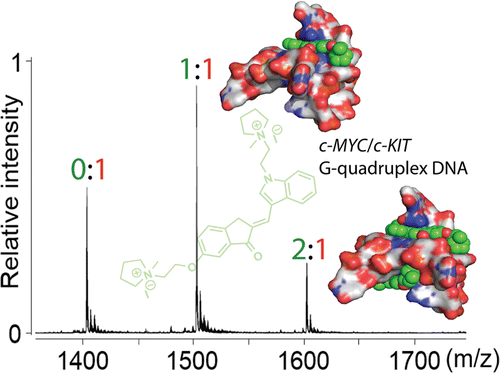 Specific Stabilization of c-MYC and c-KIT G-Quadruplex DNA Structures ...