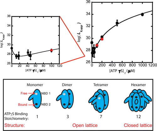 ClpB的四级结构和与核苷酸结合的链接的检查。,Biochemistry - X-MOL